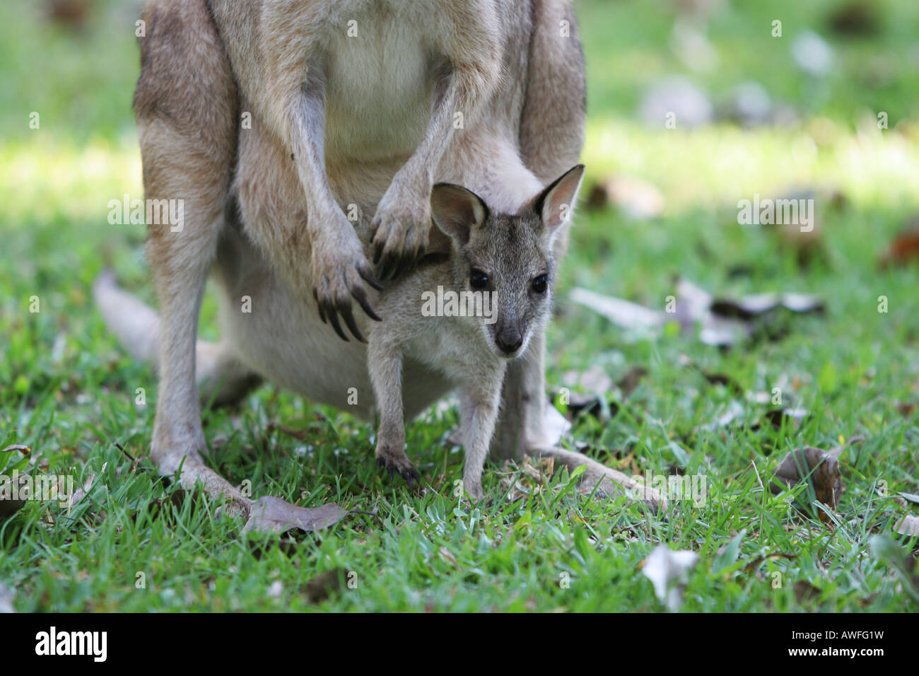 Joey baby kangaroo Stock Photo - Alamy