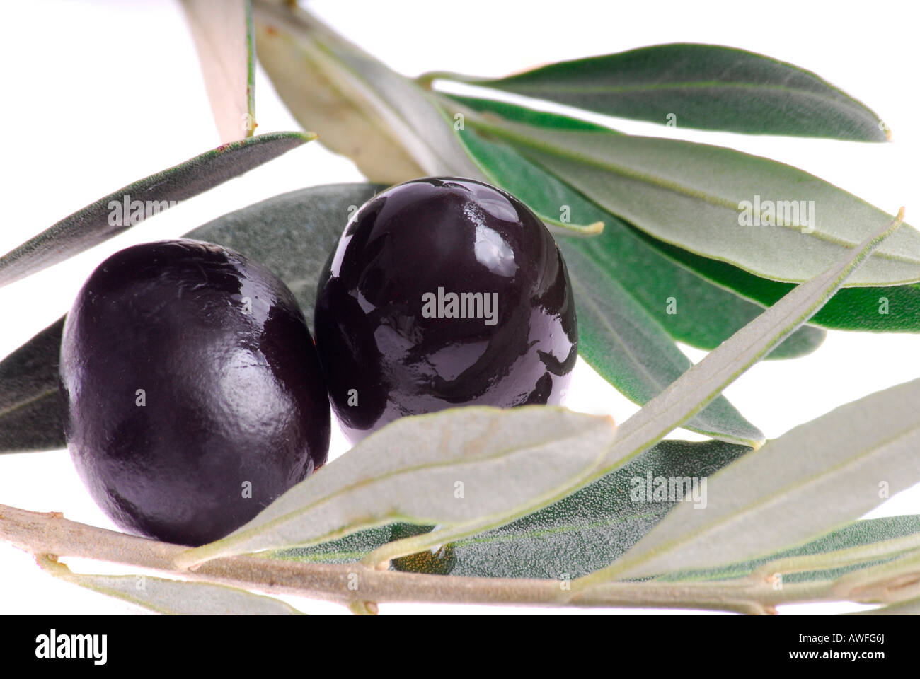 Olives and olive branch Stock Photo - Alamy
