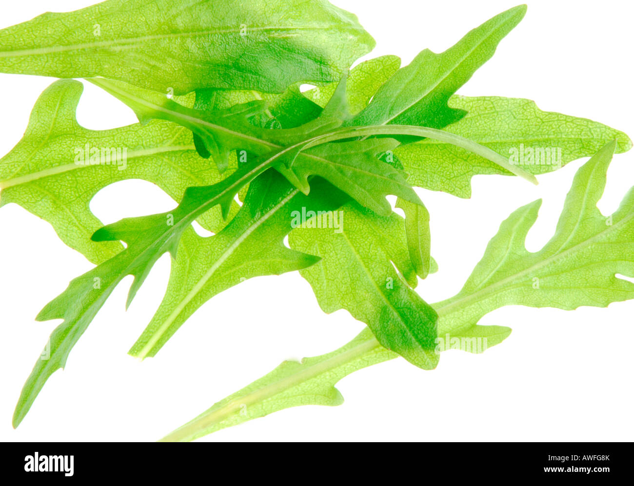 Rucolablatt hi-res stock photography and images - Alamy