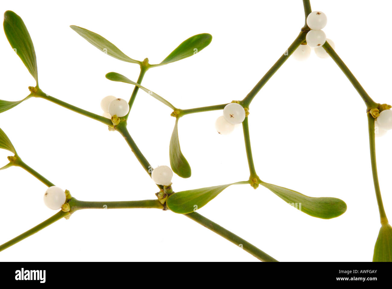 Mistletoe twigs hi-res stock photography and images - Alamy