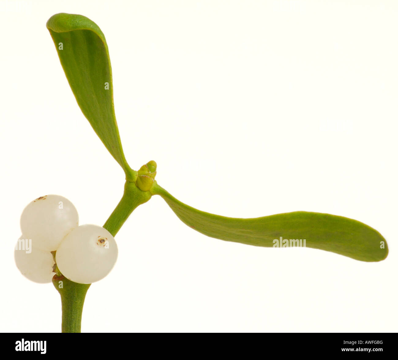 Mistletoe Stock Photos & Mistletoe Stock Images - Alamy