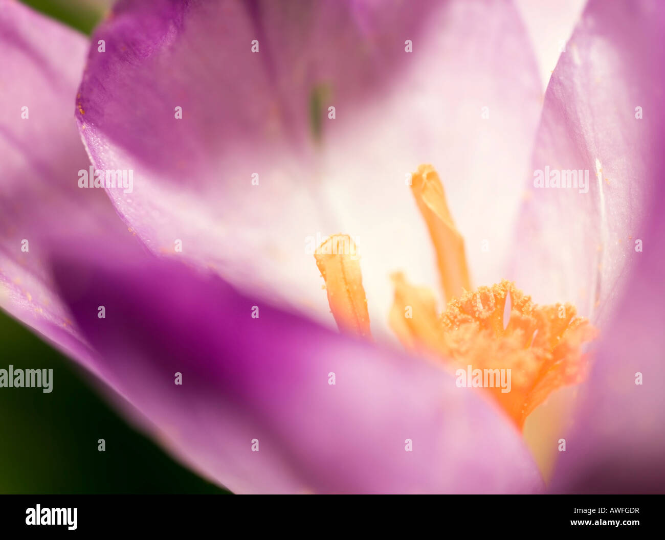 Macro crocus hi-res stock photography and images - Alamy