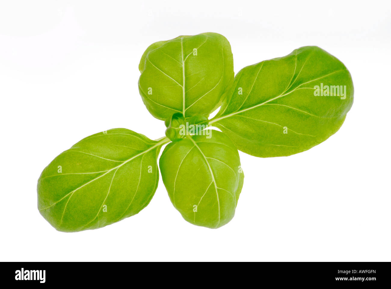 Basil (Ocimum basilicum Stock Photo - Alamy