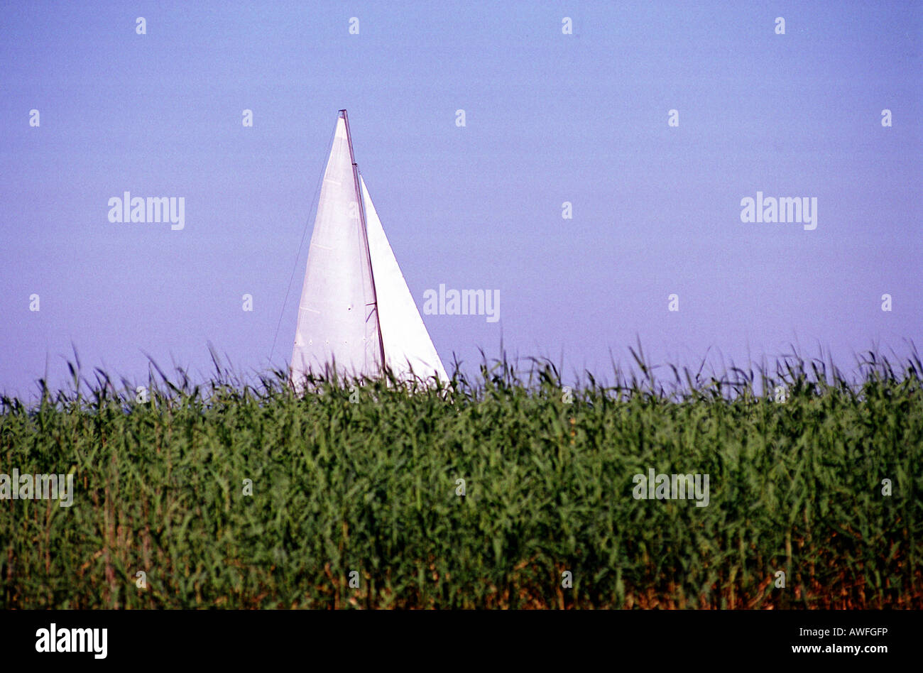 Reeds and sails of a sailing boat against blue sky Stock Photo - Alamy
