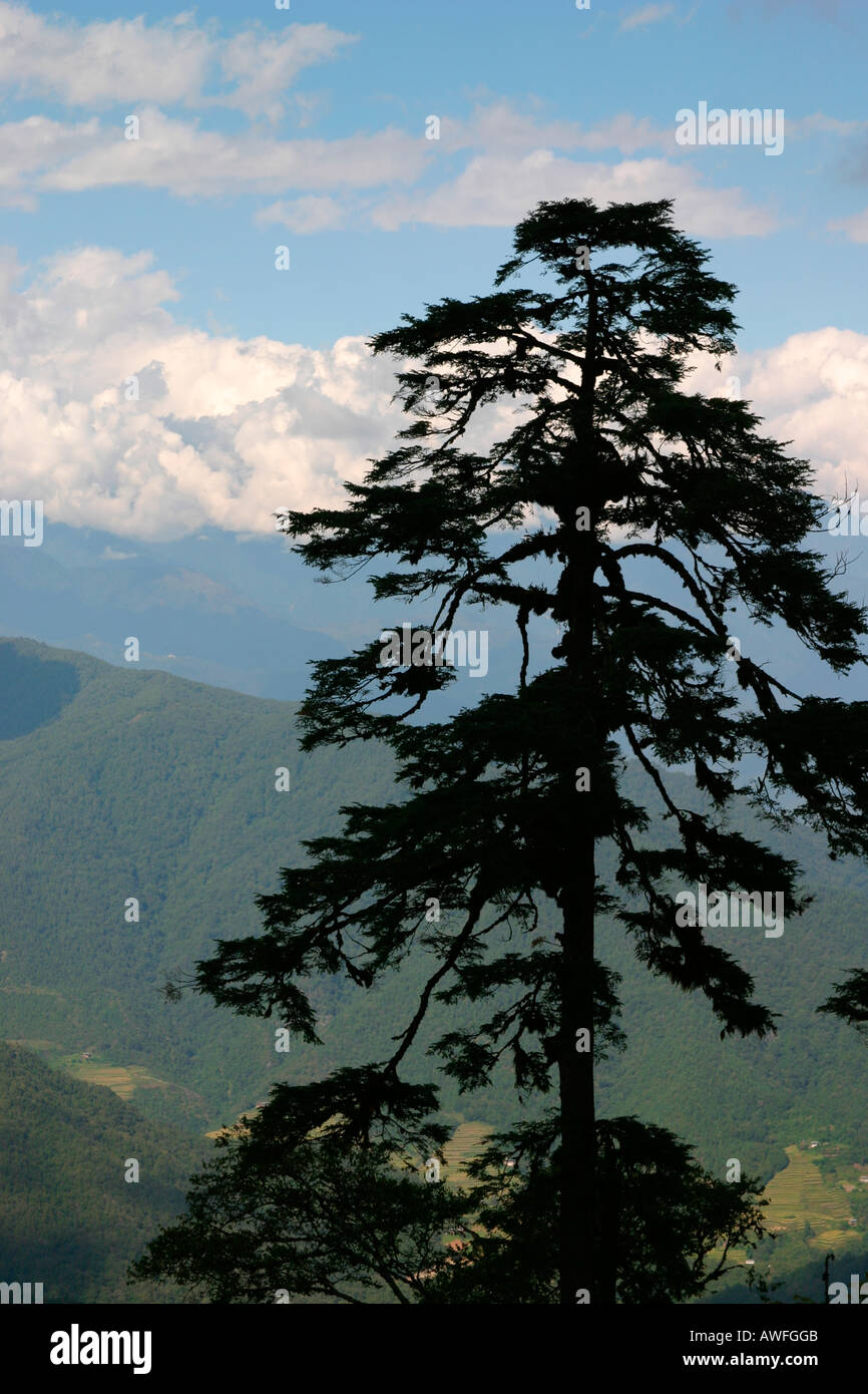 Mountainscape with a typical tree in the foreground, Bhutan Stock Photo ...