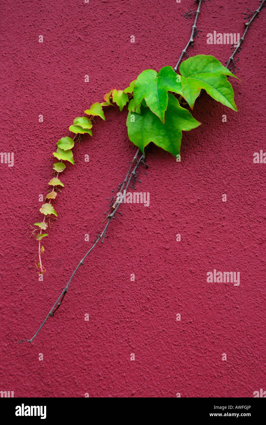 Boston - or Japanese Ivy (Parthenocissus tricuspidata) tendril growing ...