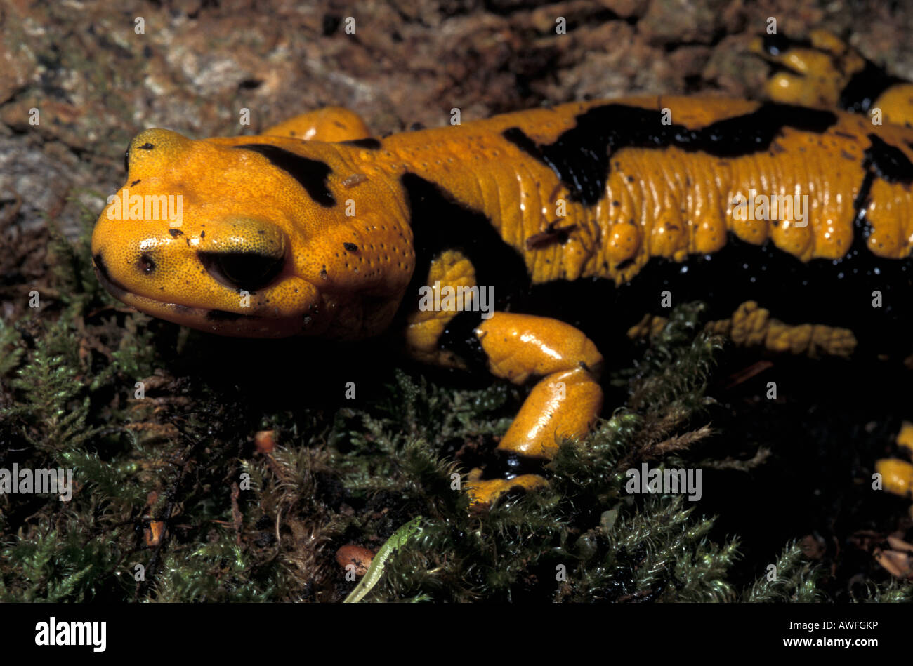 European fire salamanders hi-res stock photography and images - Alamy
