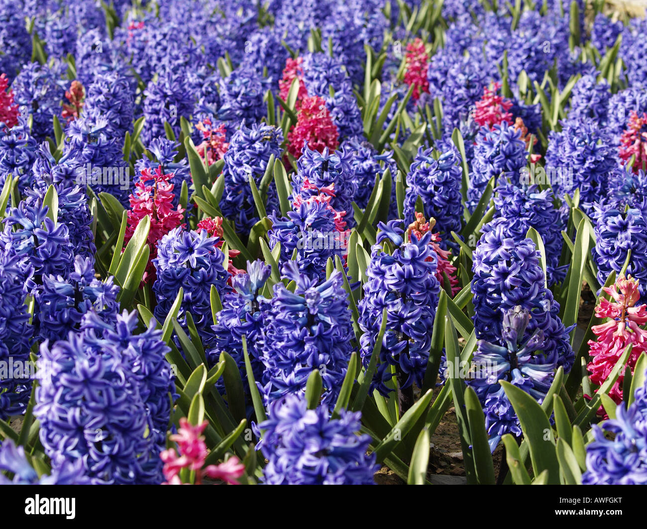 Red and blue Hyacinth, bulbous plant of the genus Hyacinthus. British ...