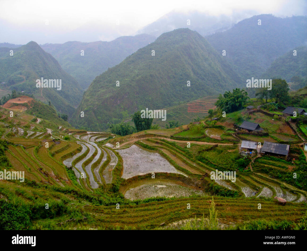 Sapa terraced rice paddies paddy field hi-res stock photography and ...