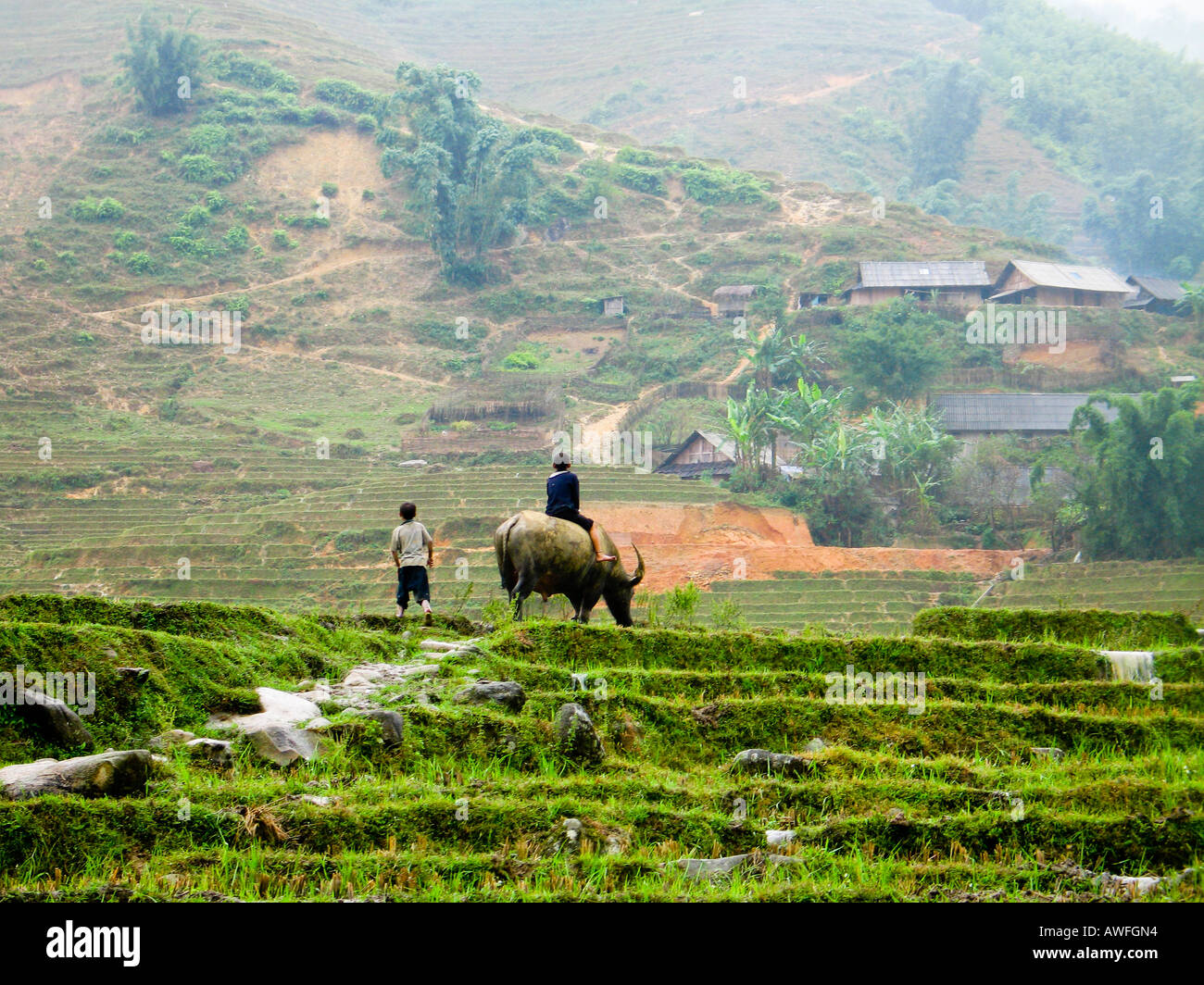 Buffalo sapa vietnam boy hi-res stock photography and images - Alamy