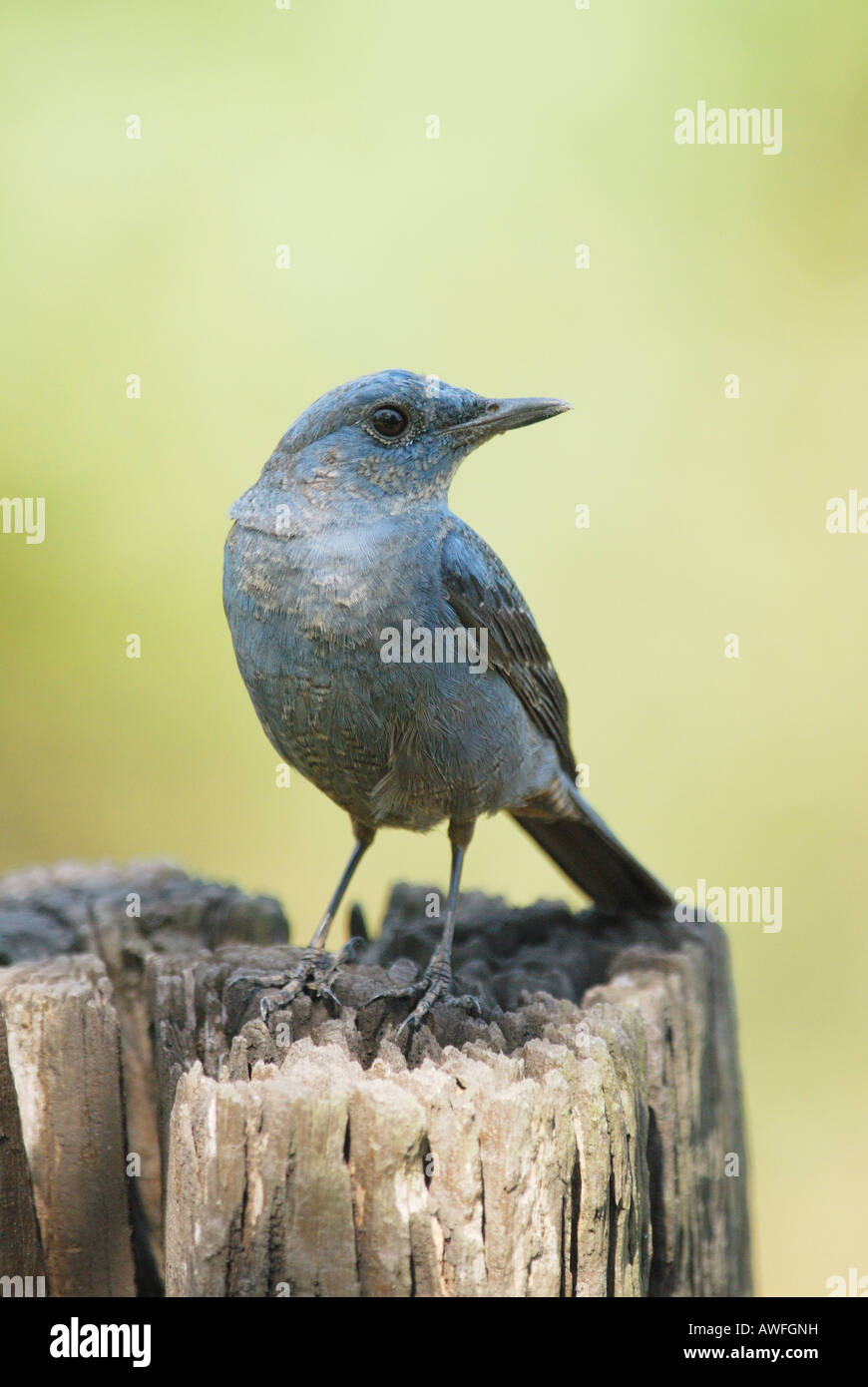 Male Blue Rock Thrush in the monsoon rainforest of Khao Yai National ...