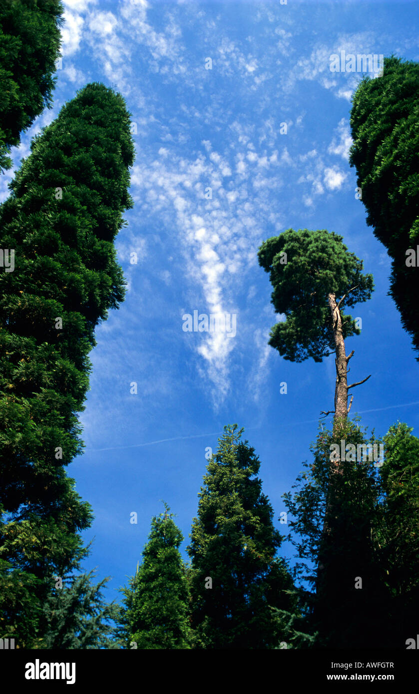 Mixed stand of introduced conifer species, North Rhine-Westphalia ...