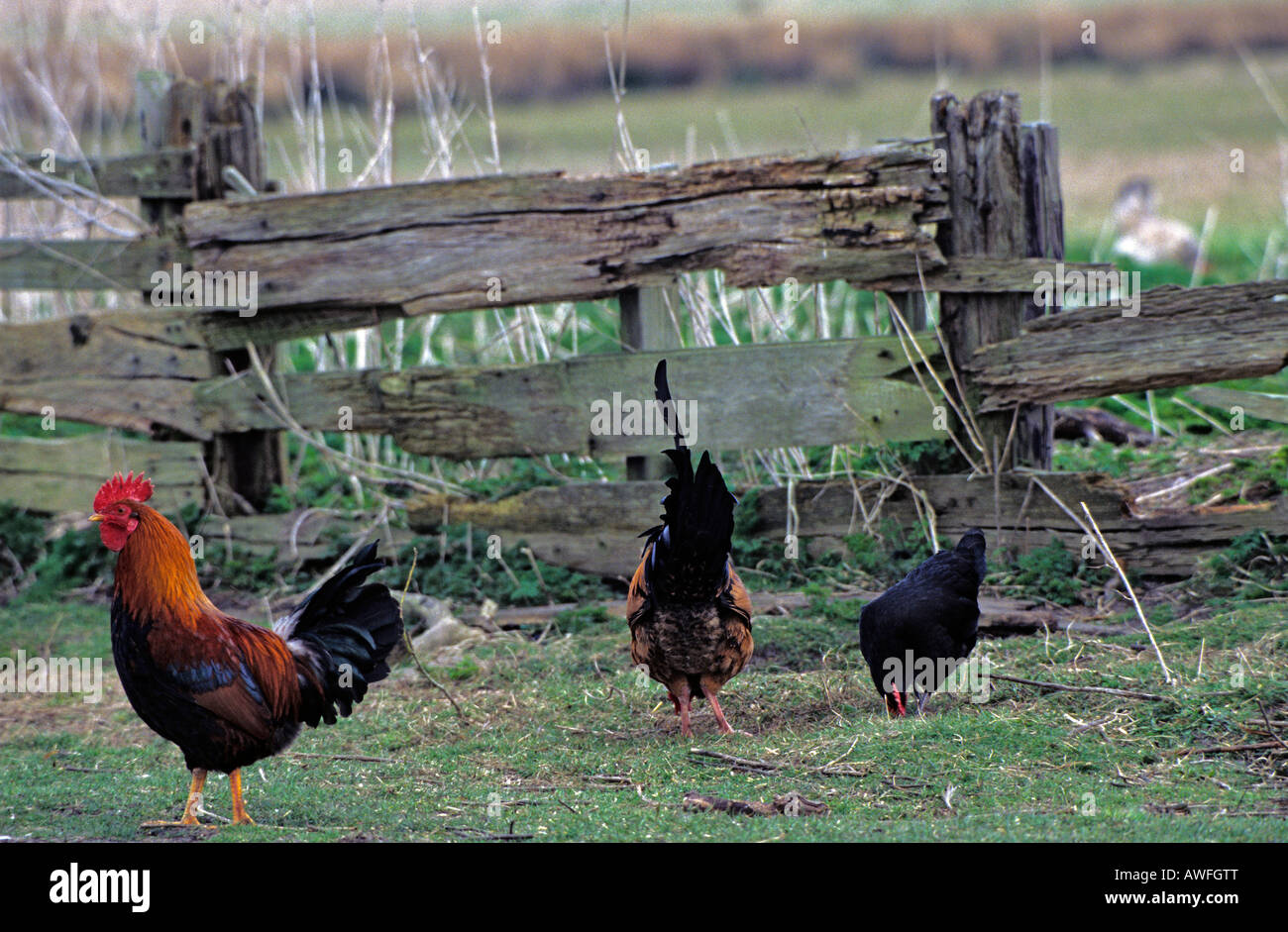 Free-range Chickens (Gallus gallus) on Texel Island, Netherlands ...