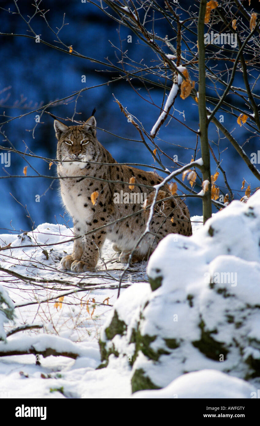 Eurasian Lynx (Lynx lynx), Bavarian Forest, Bavaria, Germany, Europe ...