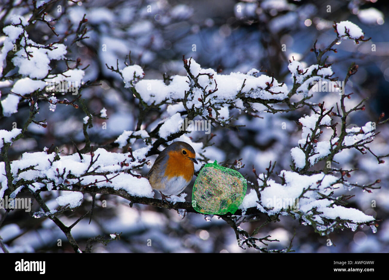 European Robin (Erithacus rubecula), winter feeding Stock Photo - Alamy
