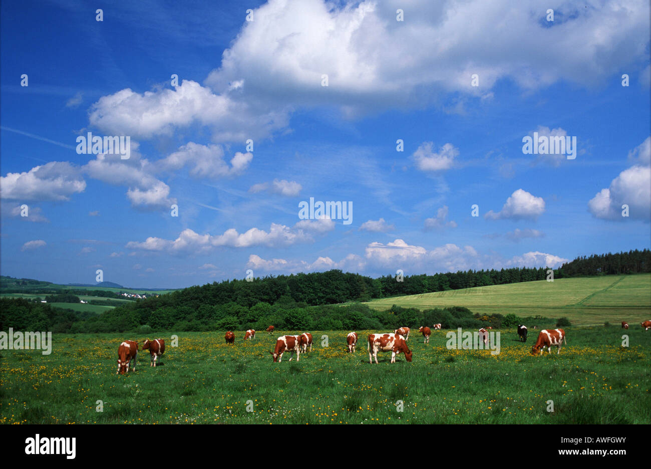 Herd of cattle on a pasture, Eifel, Germany, Europe Stock Photo - Alamy