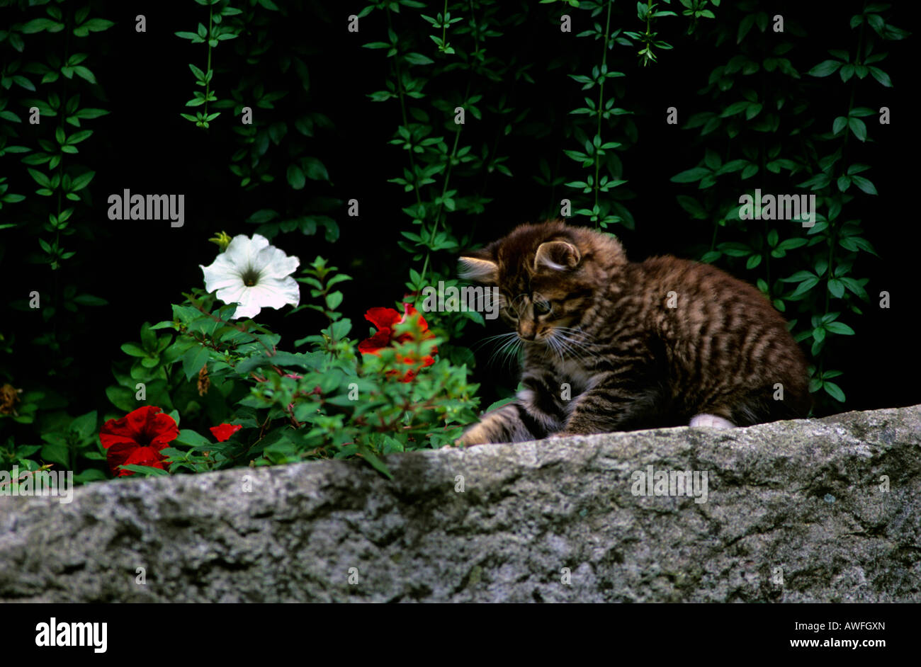 Tabby walls hi-res stock photography and images - Alamy