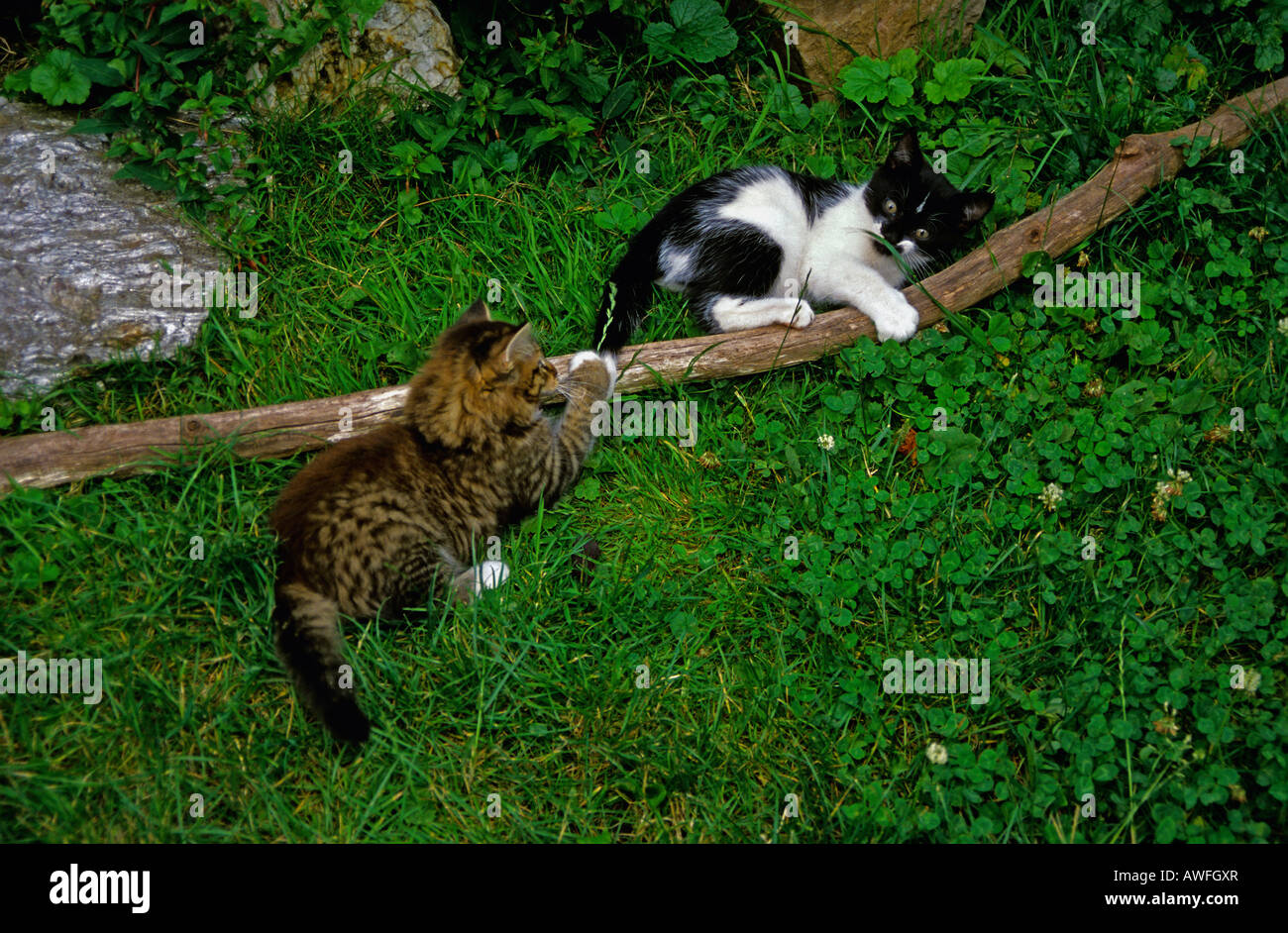 Kittens playing hi-res stock photography and images - Alamy