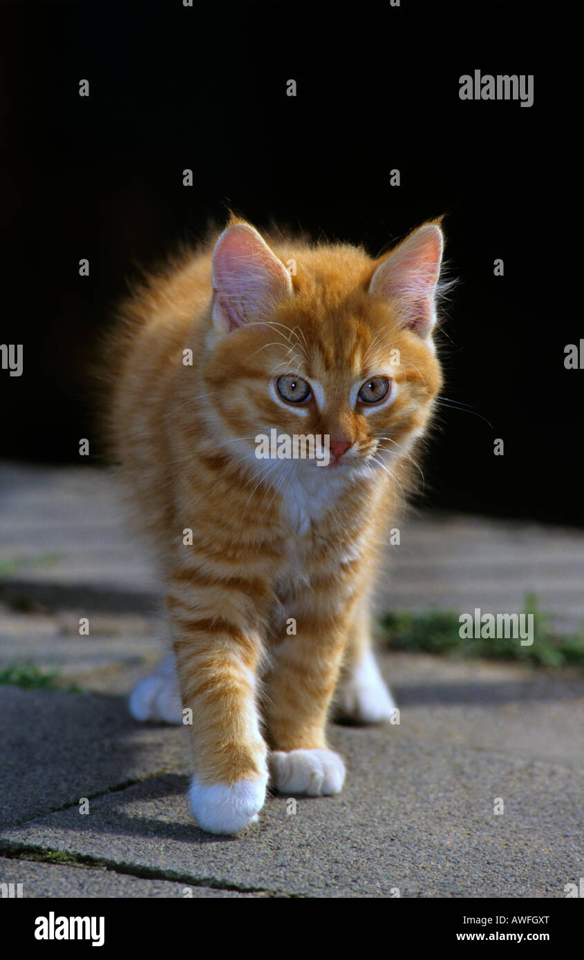 Orange Tabby High Resolution Stock Photography and Images - Alamy