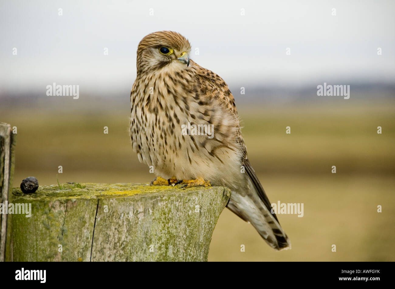 Kestrel sat on gate post perch after disgorging it's pellet Stock Photo ...