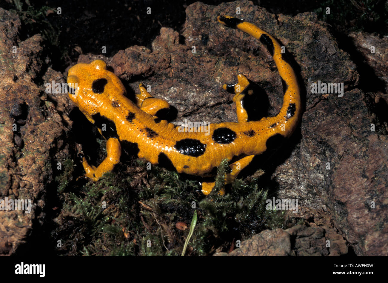 European fire salamanders hi-res stock photography and images - Alamy
