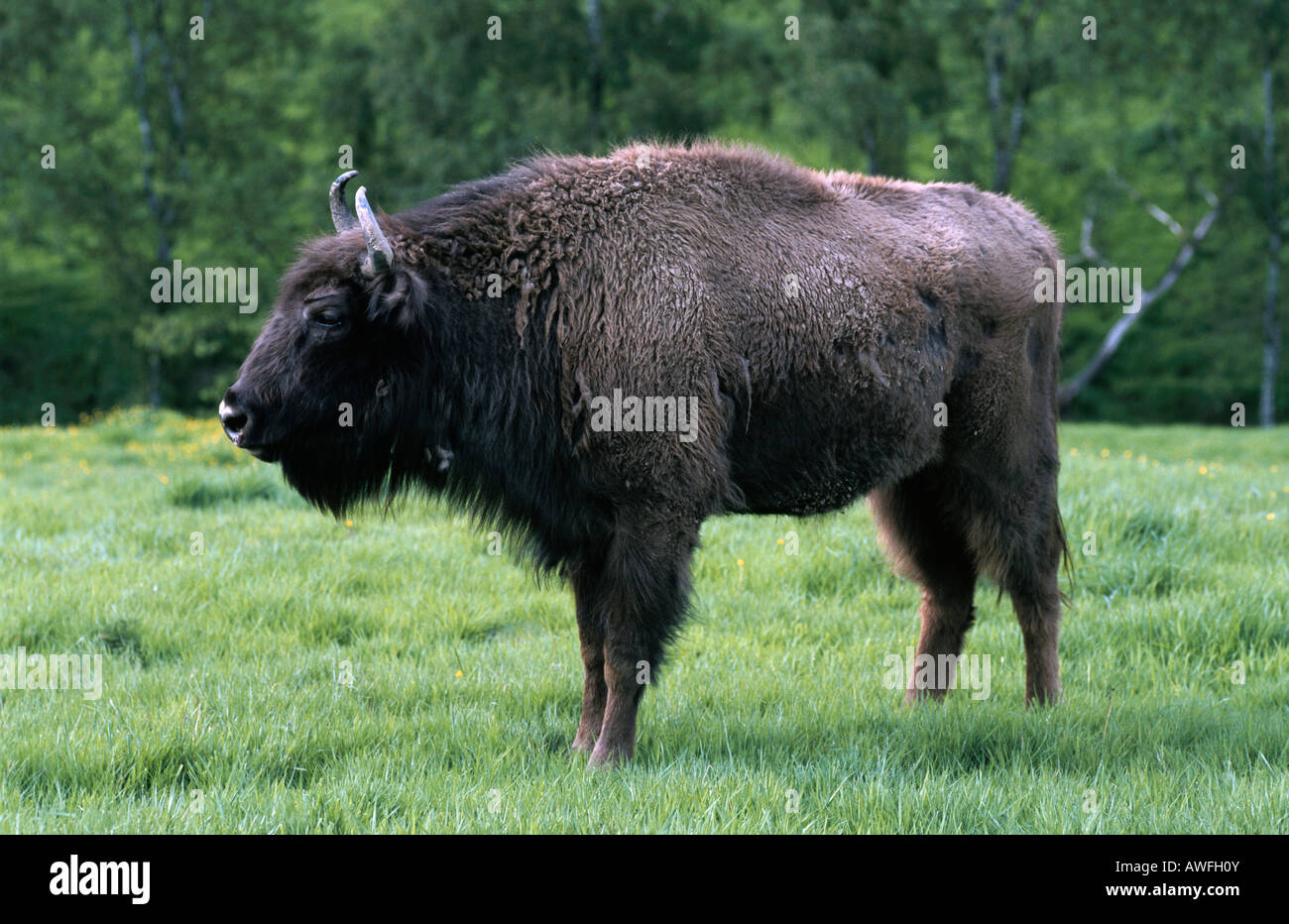 Wisent or European Bison (Bison bonasus Stock Photo - Alamy