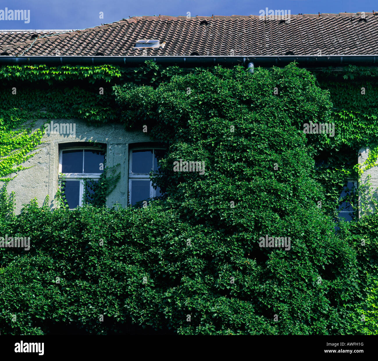 Grown-over house facade Stock Photo - Alamy