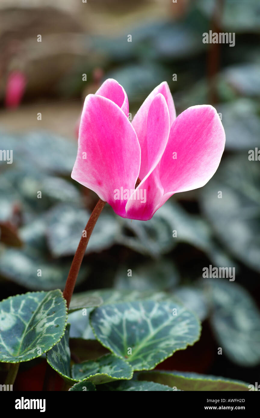 Cyclamen britain hi-res stock photography and images - Alamy