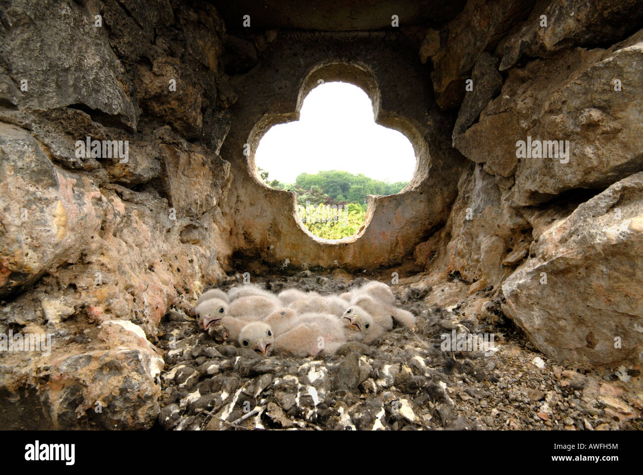 Nest full of young Common Kestrels (Falco tinnunculus Stock Photo - Alamy