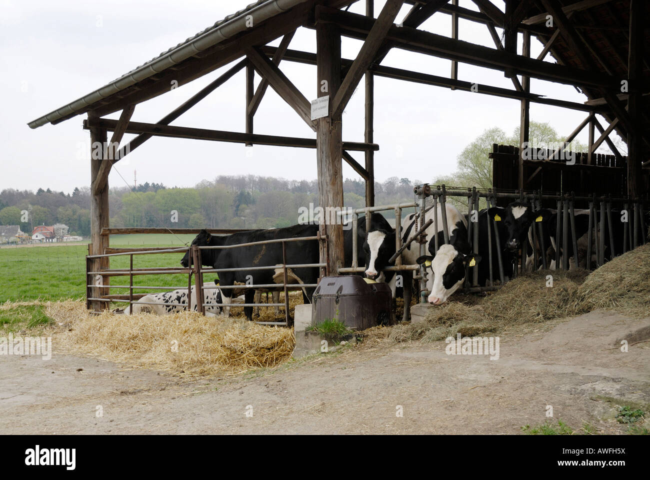 Cattle (Bovinae) in an outdoor barn, North Rhine-Westphalia, Germany ...