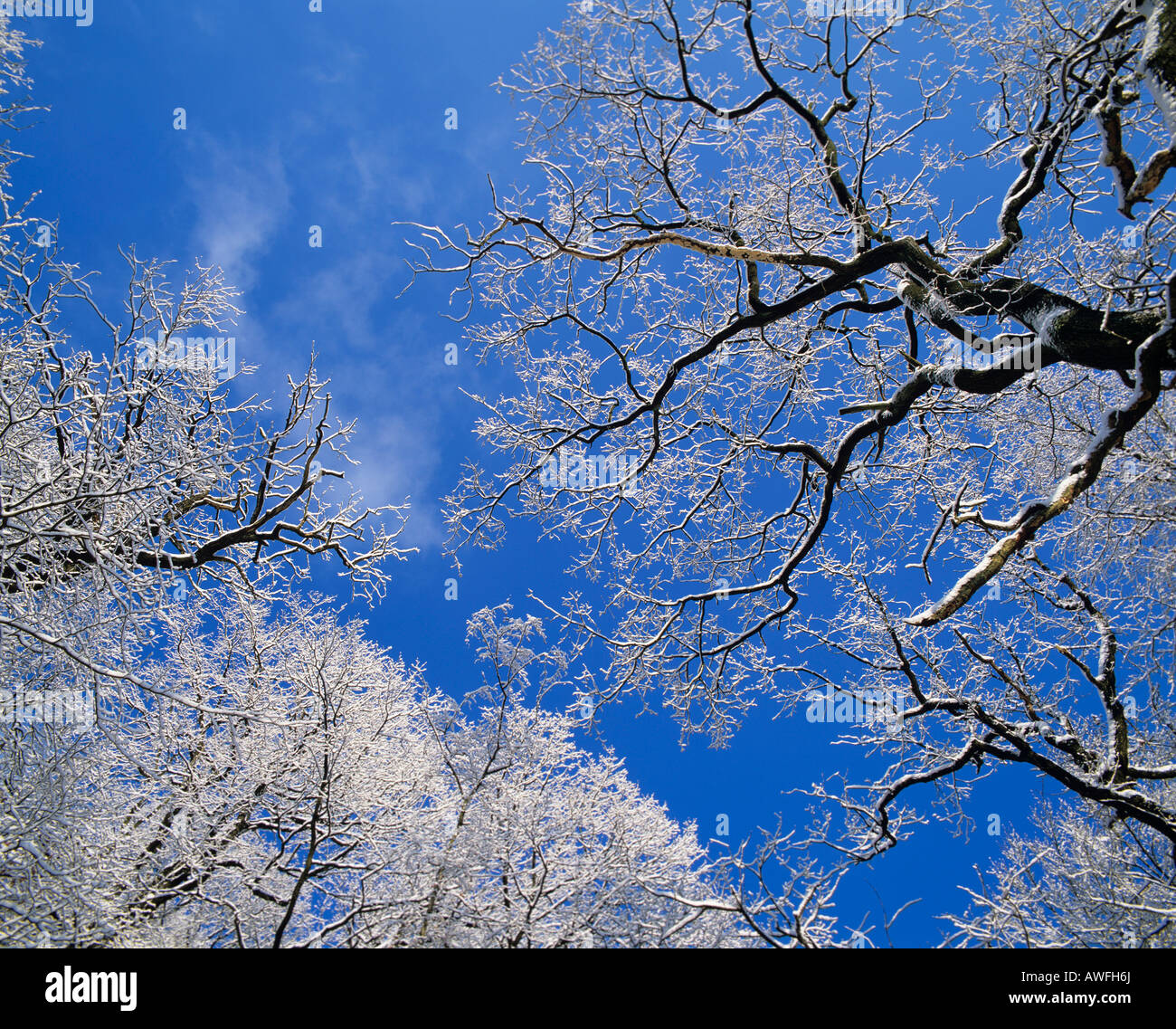 Exterior treetops hi-res stock photography and images - Alamy