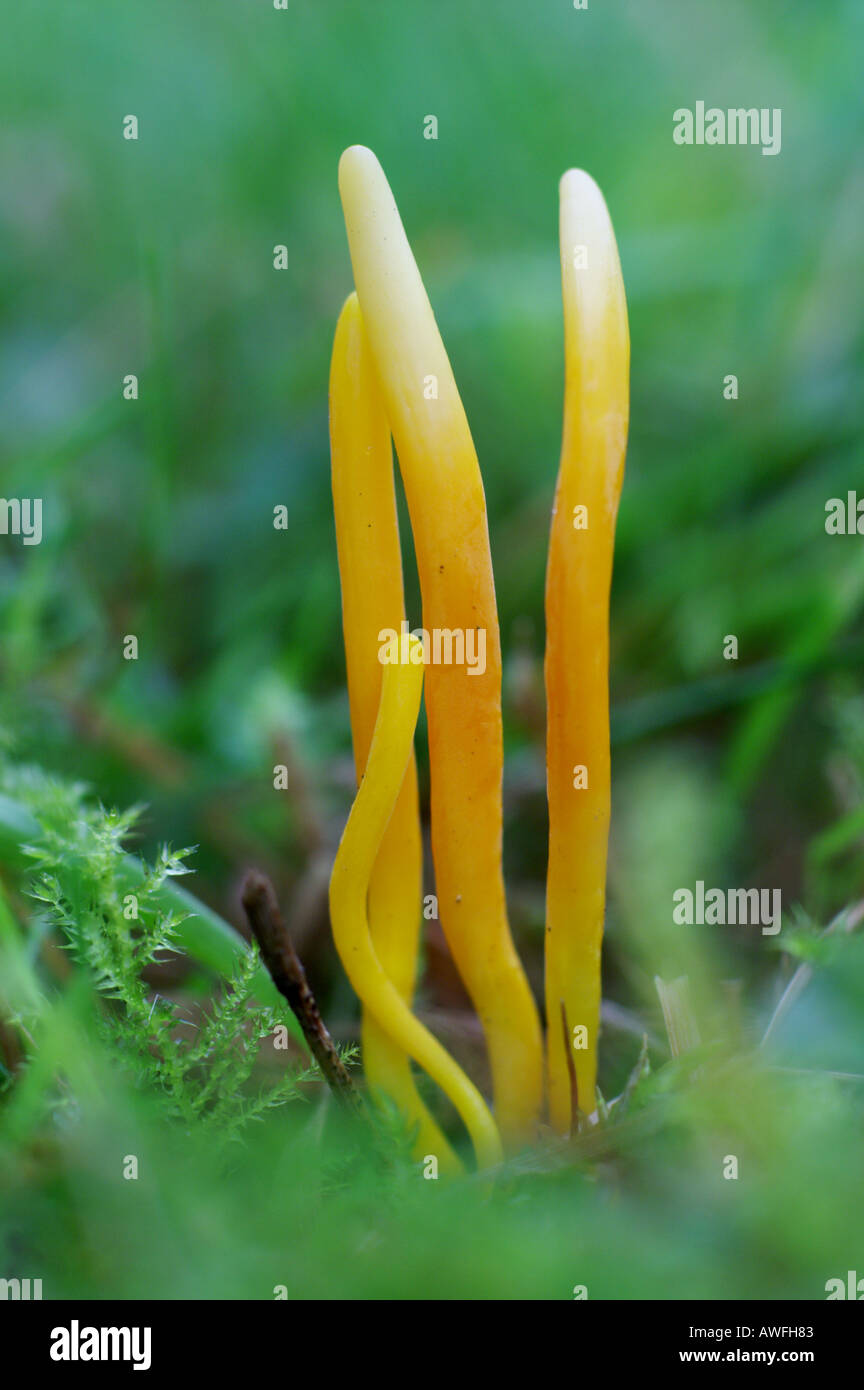 Clavulinopsis hi-res stock photography and images - Alamy