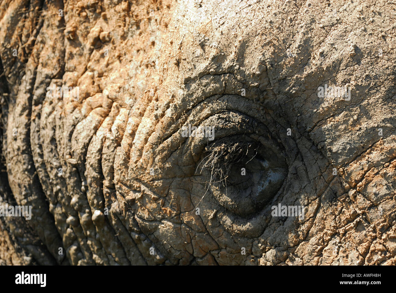 South Africa Addo Elephant park Stock Photo - Alamy
