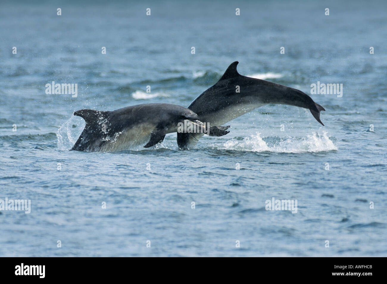 Moray firth dolphins hi-res stock photography and images - Alamy