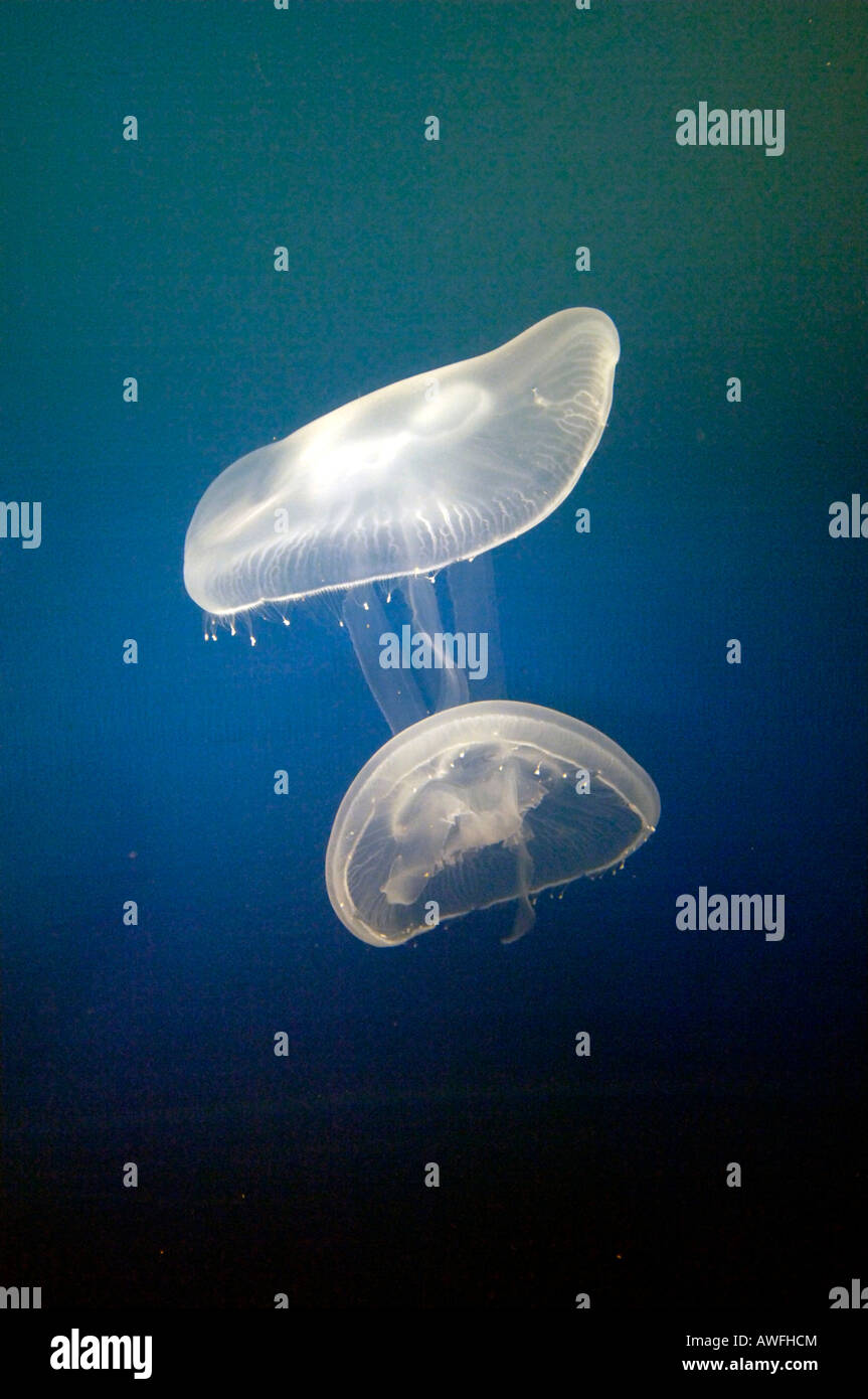 Jelly fish, Aurelia aurita Stock Photo - Alamy