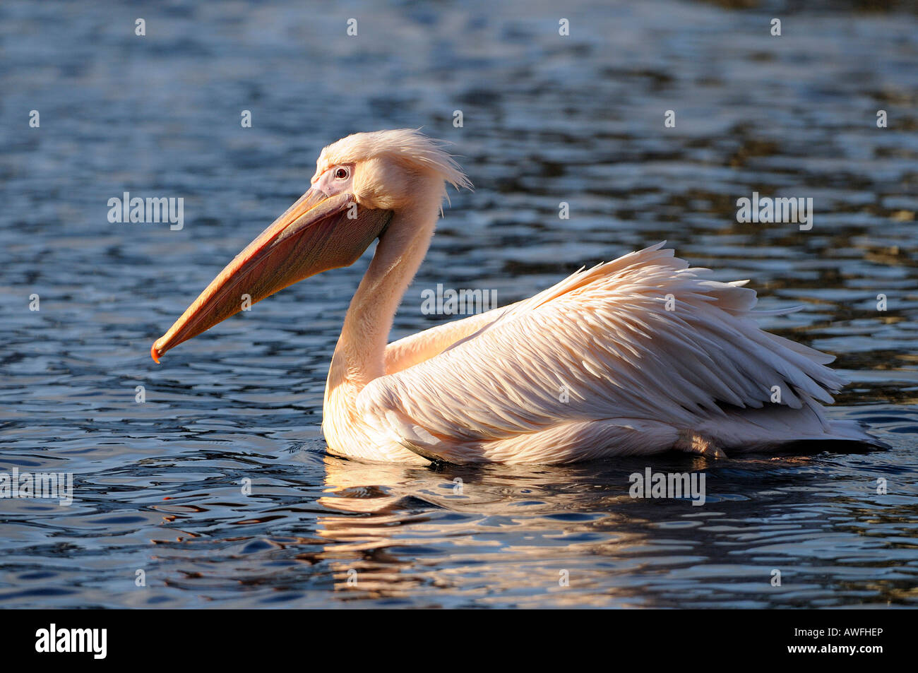 Pelican , (Pelecanus onocrotalus Stock Photo - Alamy