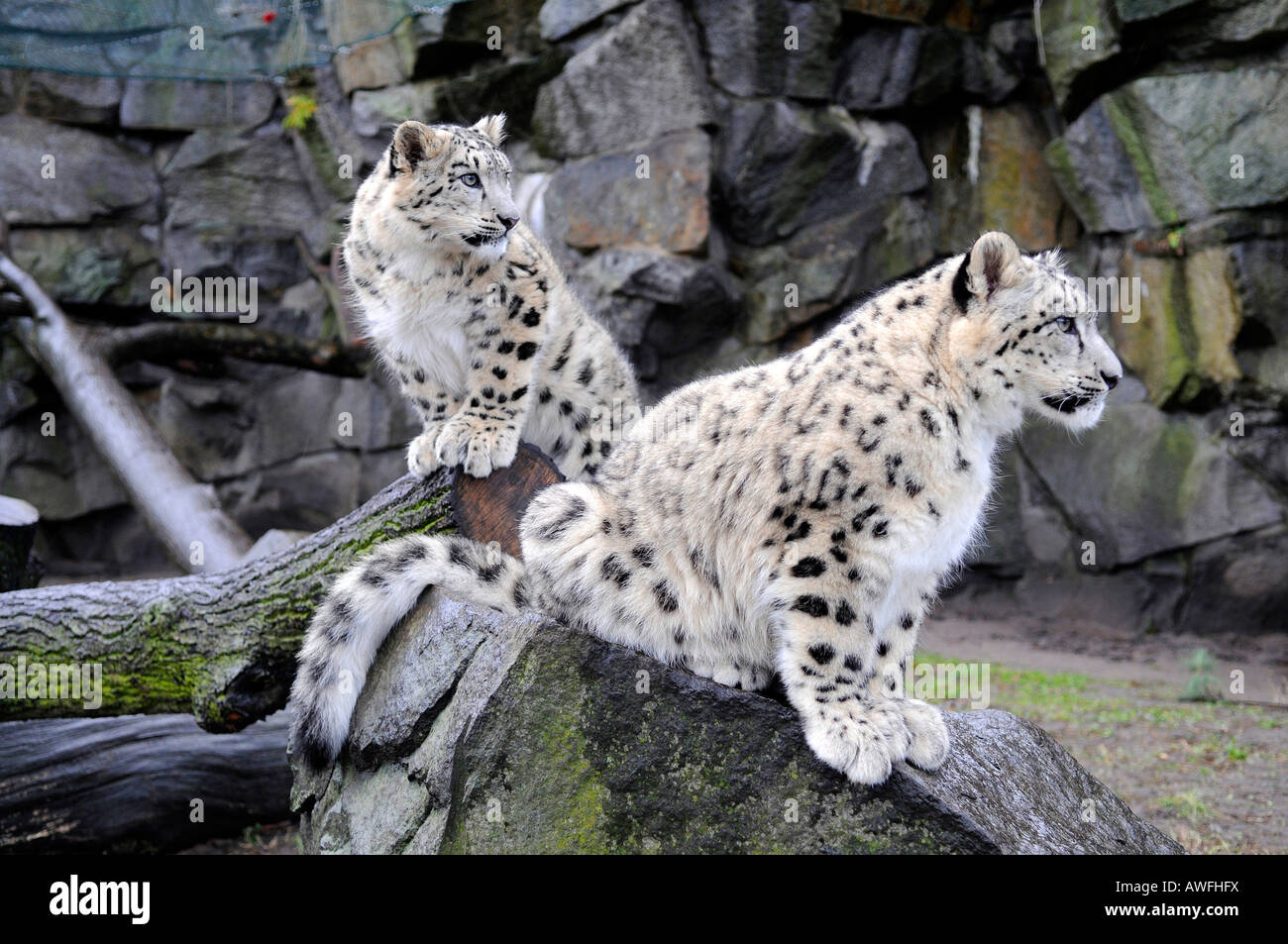 Snow leopard, Uncia uncia Stock Photo - Alamy