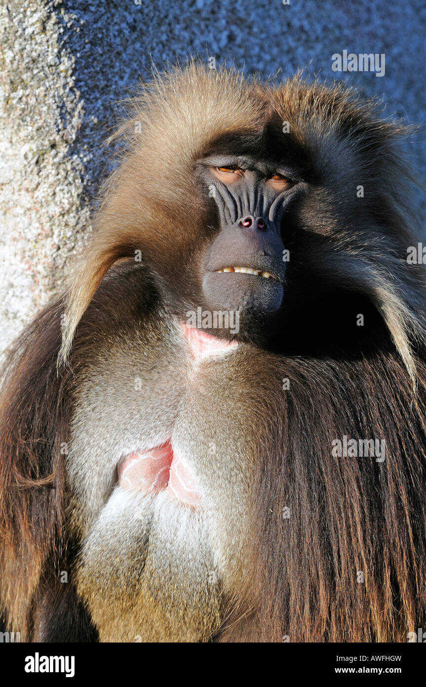 Gelada (Theropithecus gelada) portrait Stock Photo - Alamy