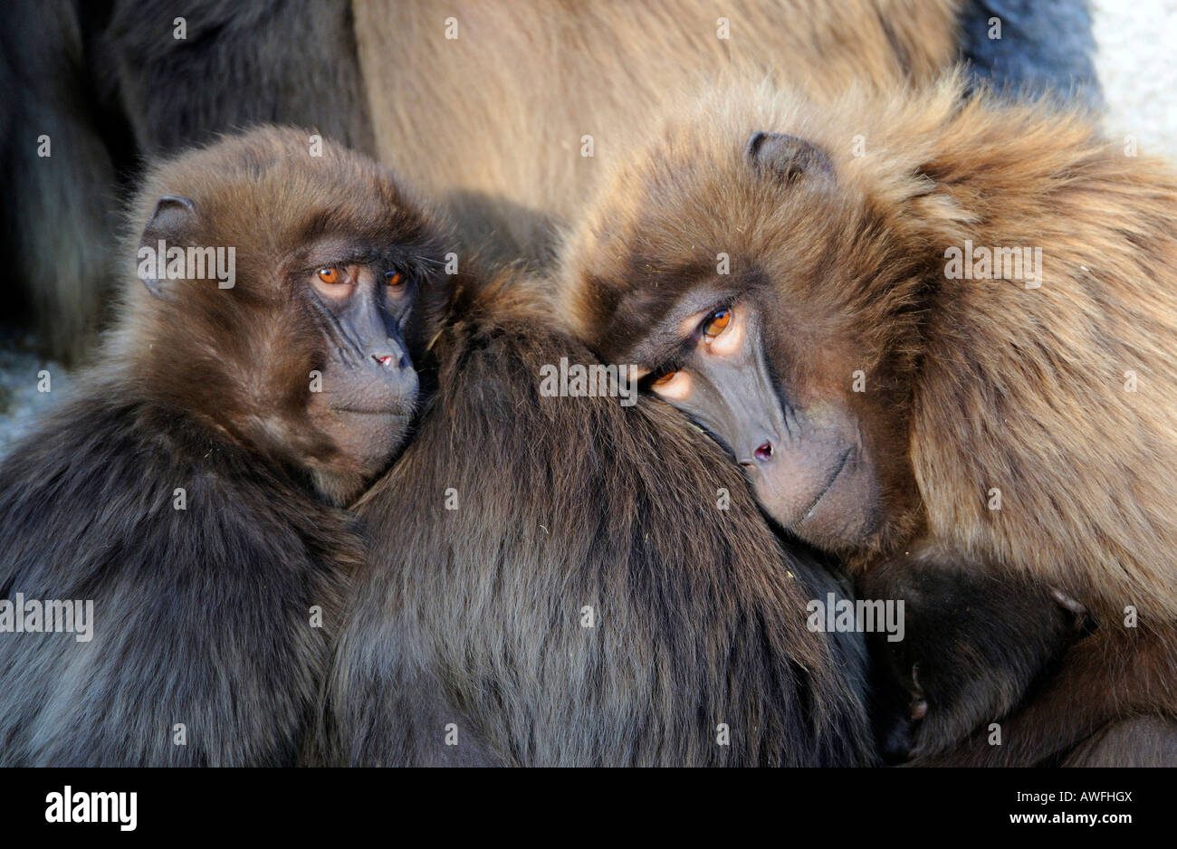 Gelada (Theropithecus gelada Stock Photo - Alamy