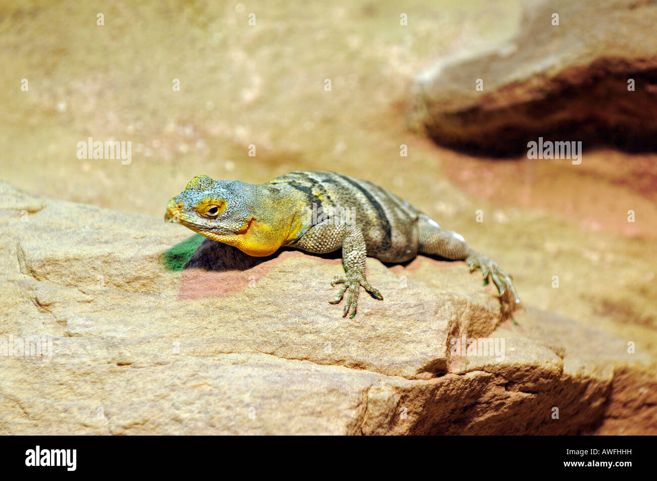 Chuckwalla, Sauromalus obesus Stock Photo - Alamy