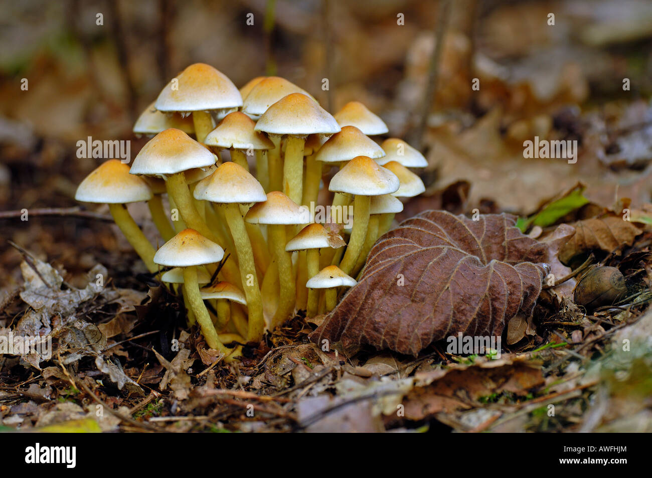 Mushroom, Psathyrella spec Stock Photo - Alamy