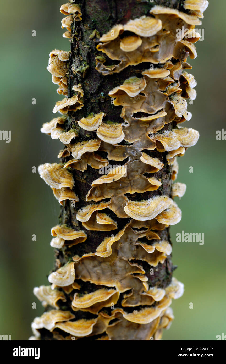 Mushroom, Stereum hirsutum Stock Photo - Alamy