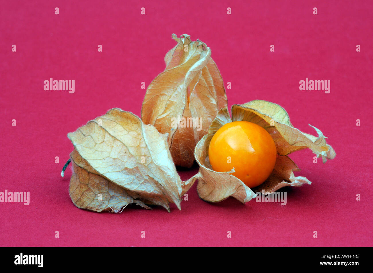 Physalis comestible hi-res stock photography and images - Alamy