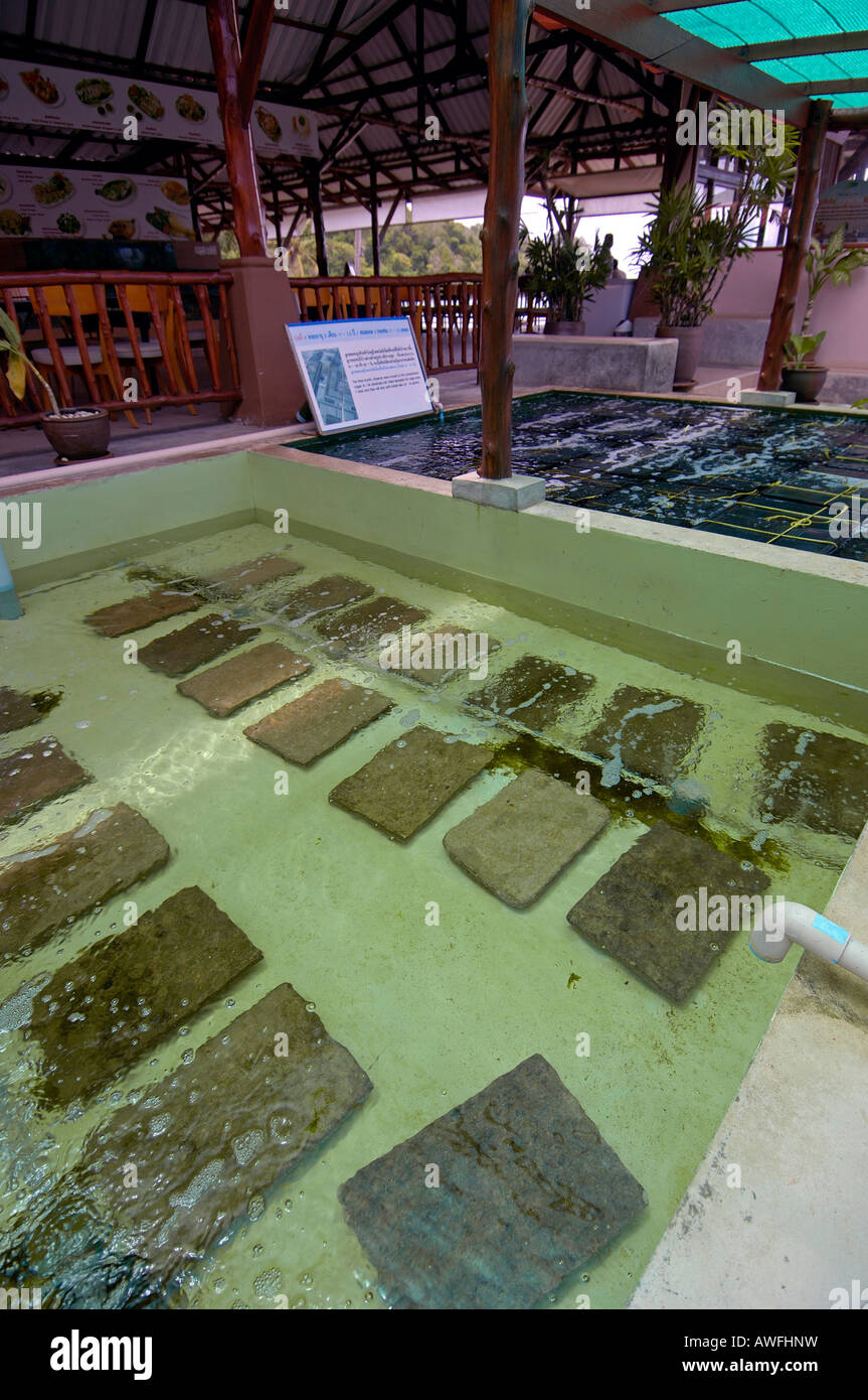 Abalone mussels in breeding station, thailand Stock Photo - Alamy