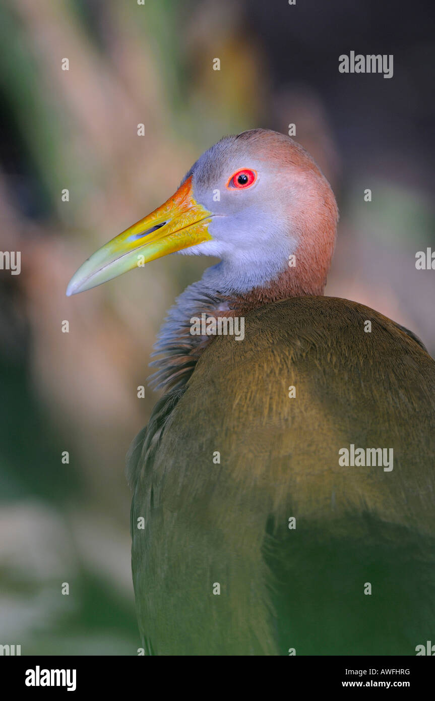 Rail crake hi-res stock photography and images - Alamy