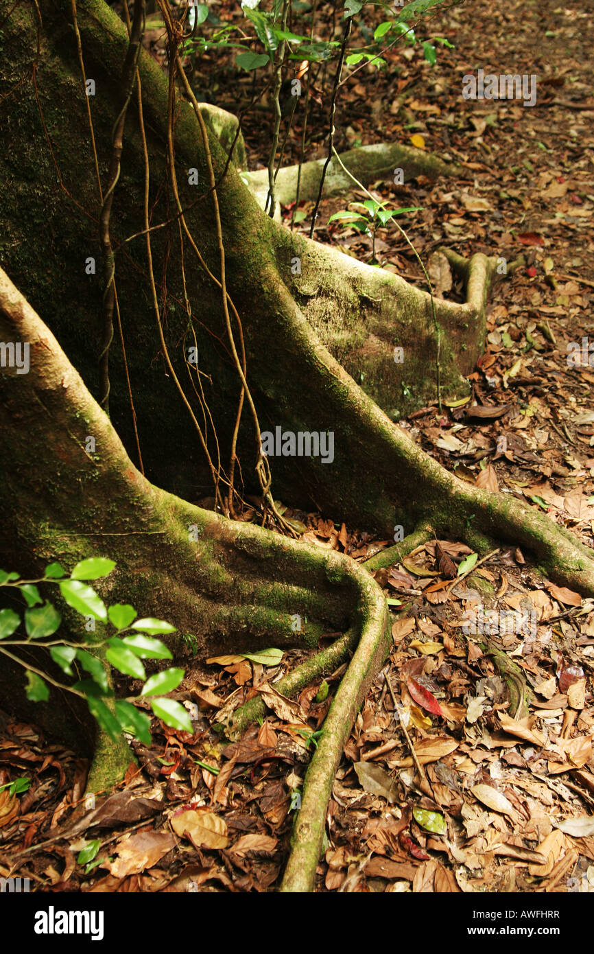 Buttress Roots Rainforest Tree Daintree High Resolution Stock ...