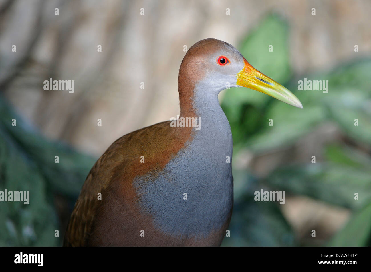 Crake, rail, Aramides ypecaha Stock Photo - Alamy