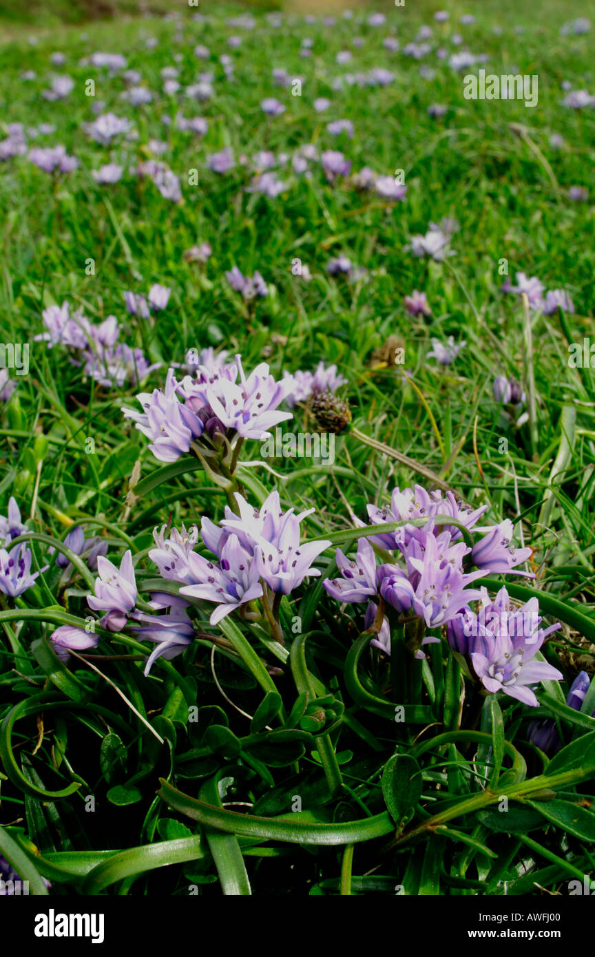 Spring squill scilla verna flower hi-res stock photography and images ...