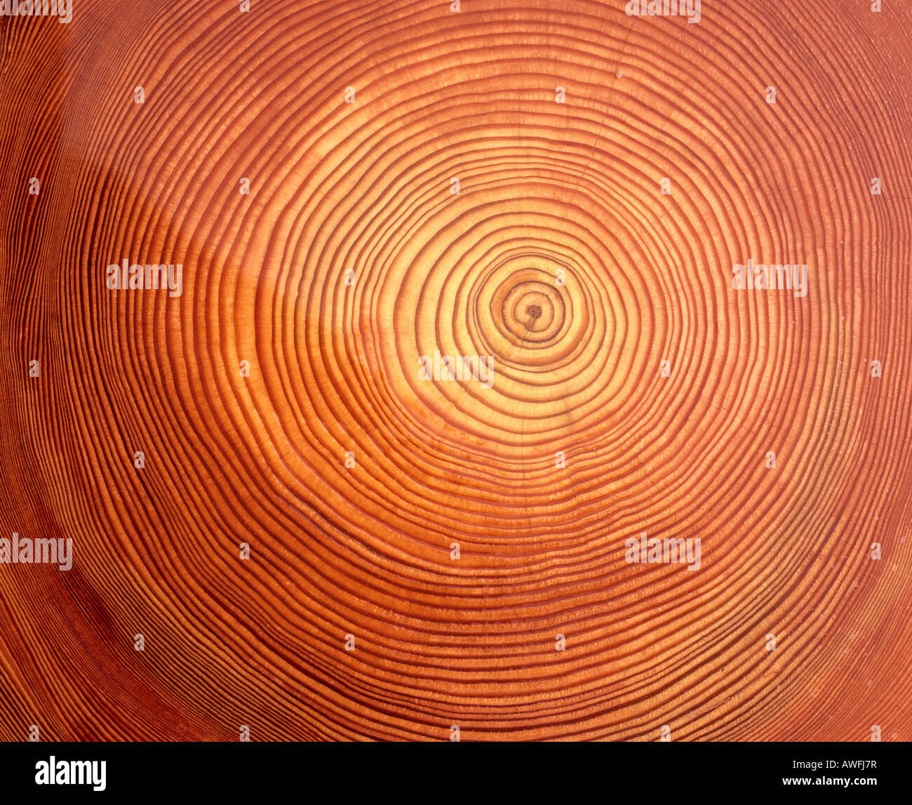 Larch (Larix) tree trunk cross-section: tree rings Stock Photo - Alamy