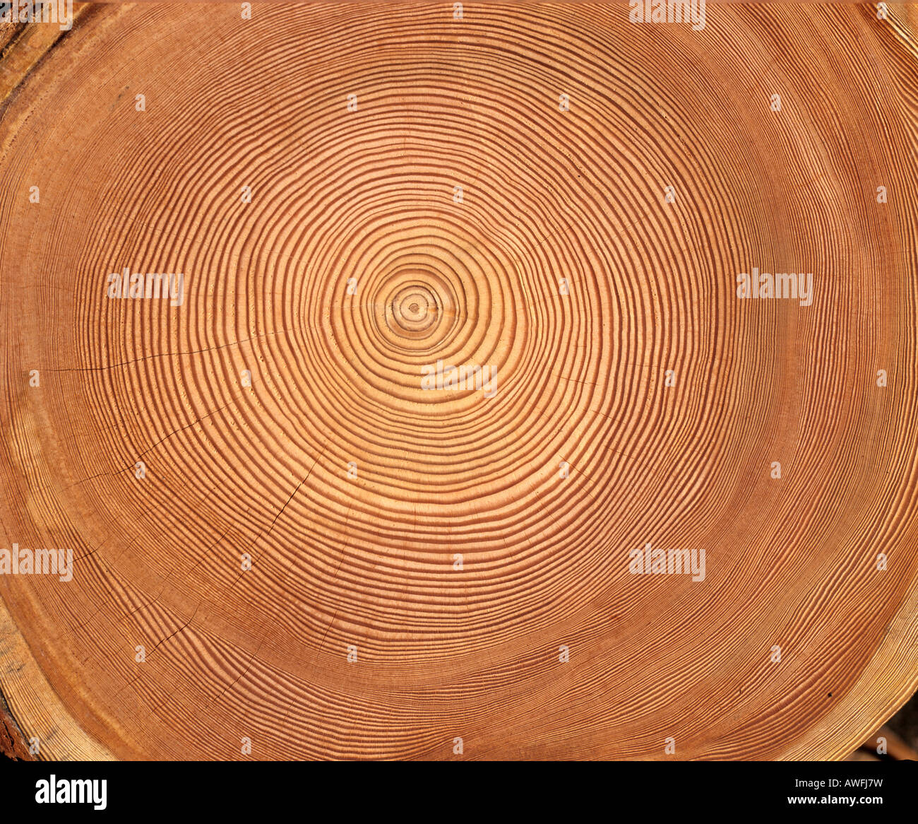 Wood rings hi-res stock photography and images - Alamy